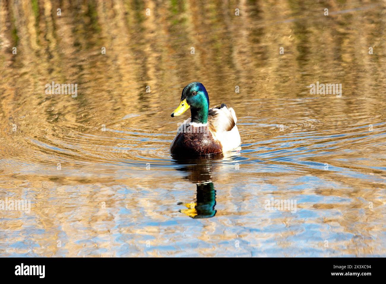 Dazzling drake with emerald head & chestnut chest. Frequents Dublin's ...