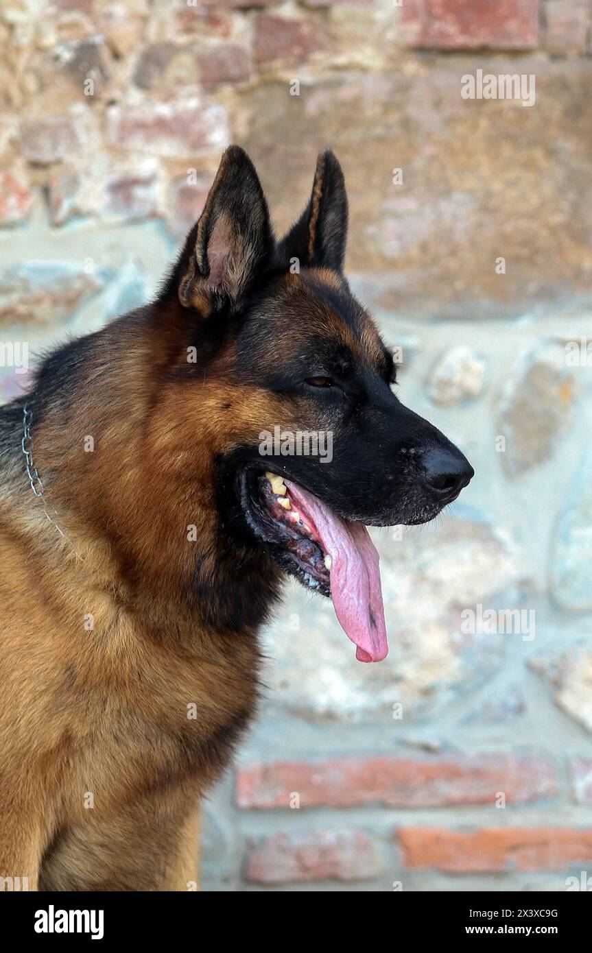 Portrait of a German Shepherd dog in outdoors Stock Photo - Alamy