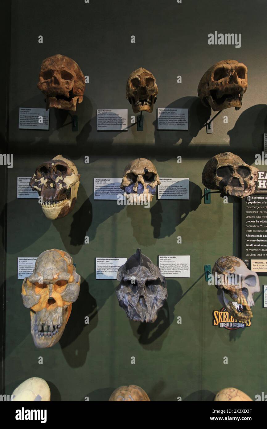 Usa, Floride, Orlando. SKELETONS: Museum Of Osteology. Human skulls ...