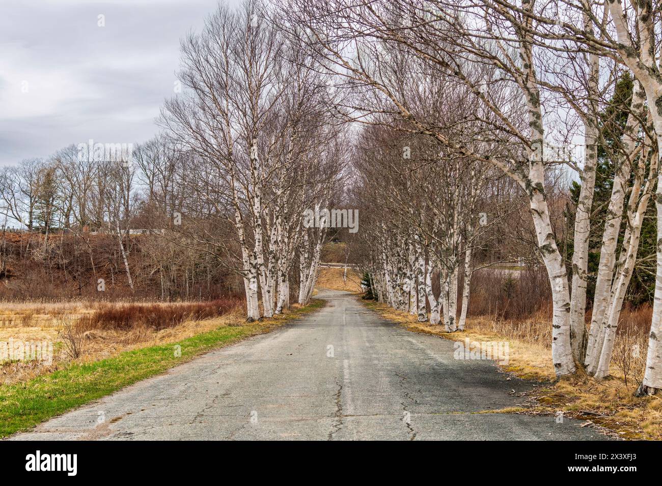 New brunswick tree canada hi-res stock photography and images - Alamy