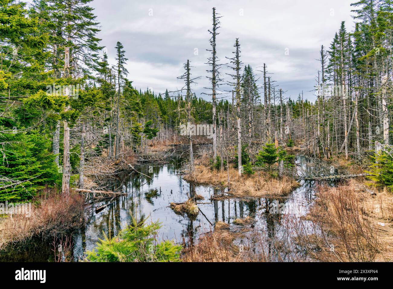 Swamp in rural Maine Stock Photo - Alamy
