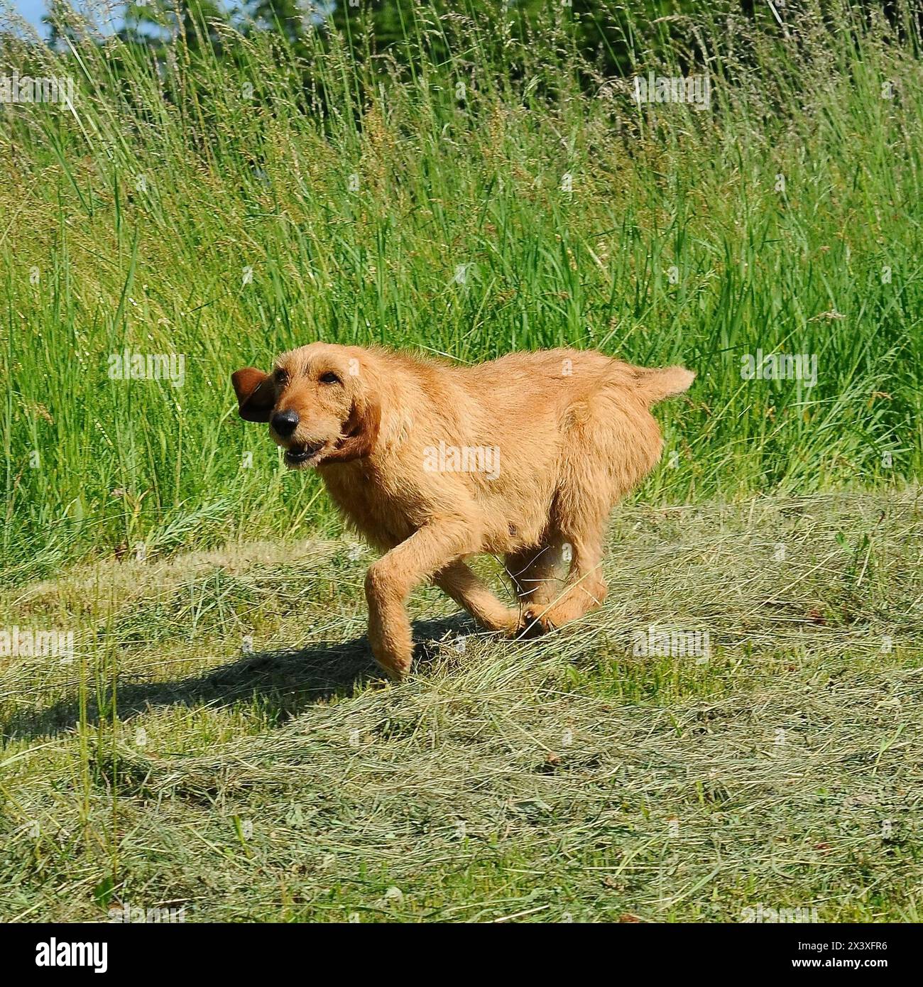 Portrat of Segugio Italiano dog. The Italian Hound dog has a long head ...