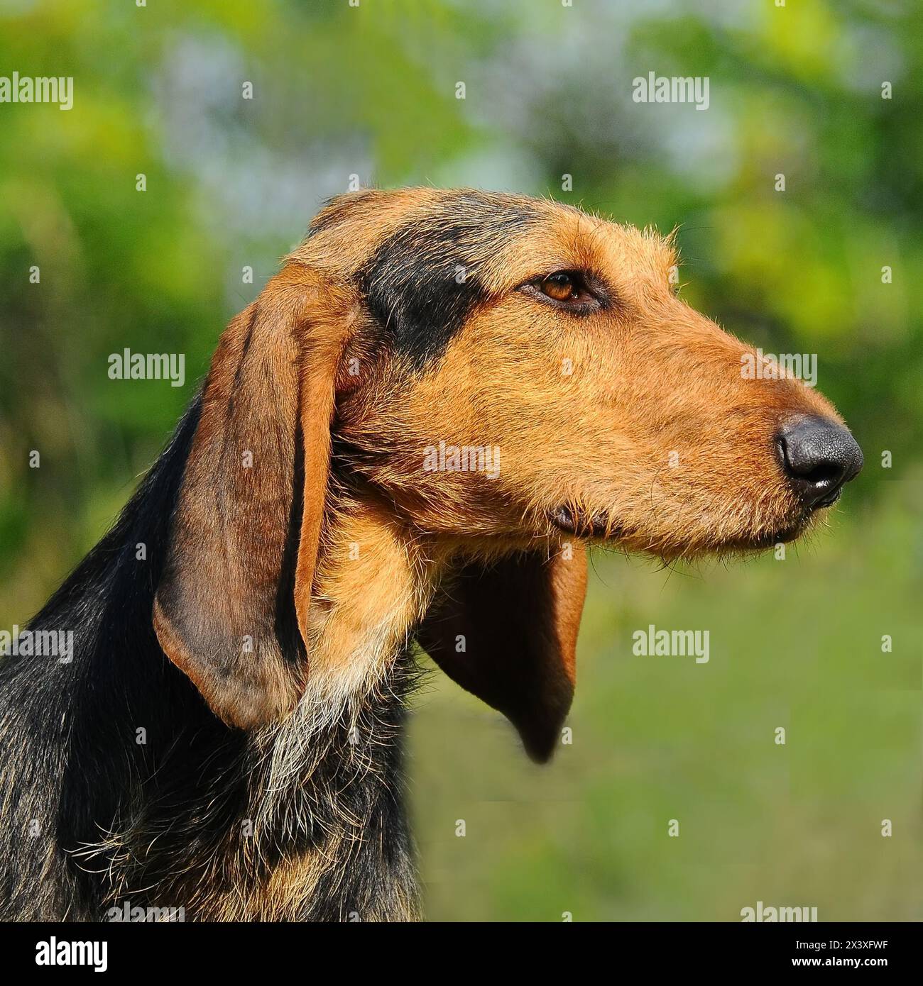 Portrat of Segugio Italiano dog. The Italian Hound dog has a long head ...