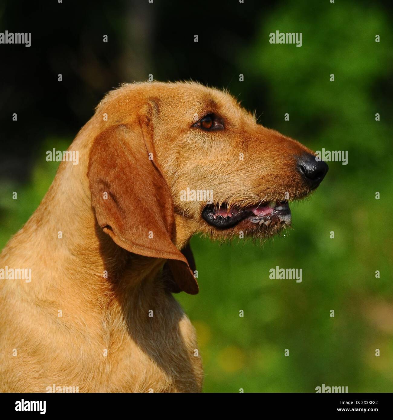 Portrat of Segugio Italiano dog. The Italian Hound dog has a long head ...