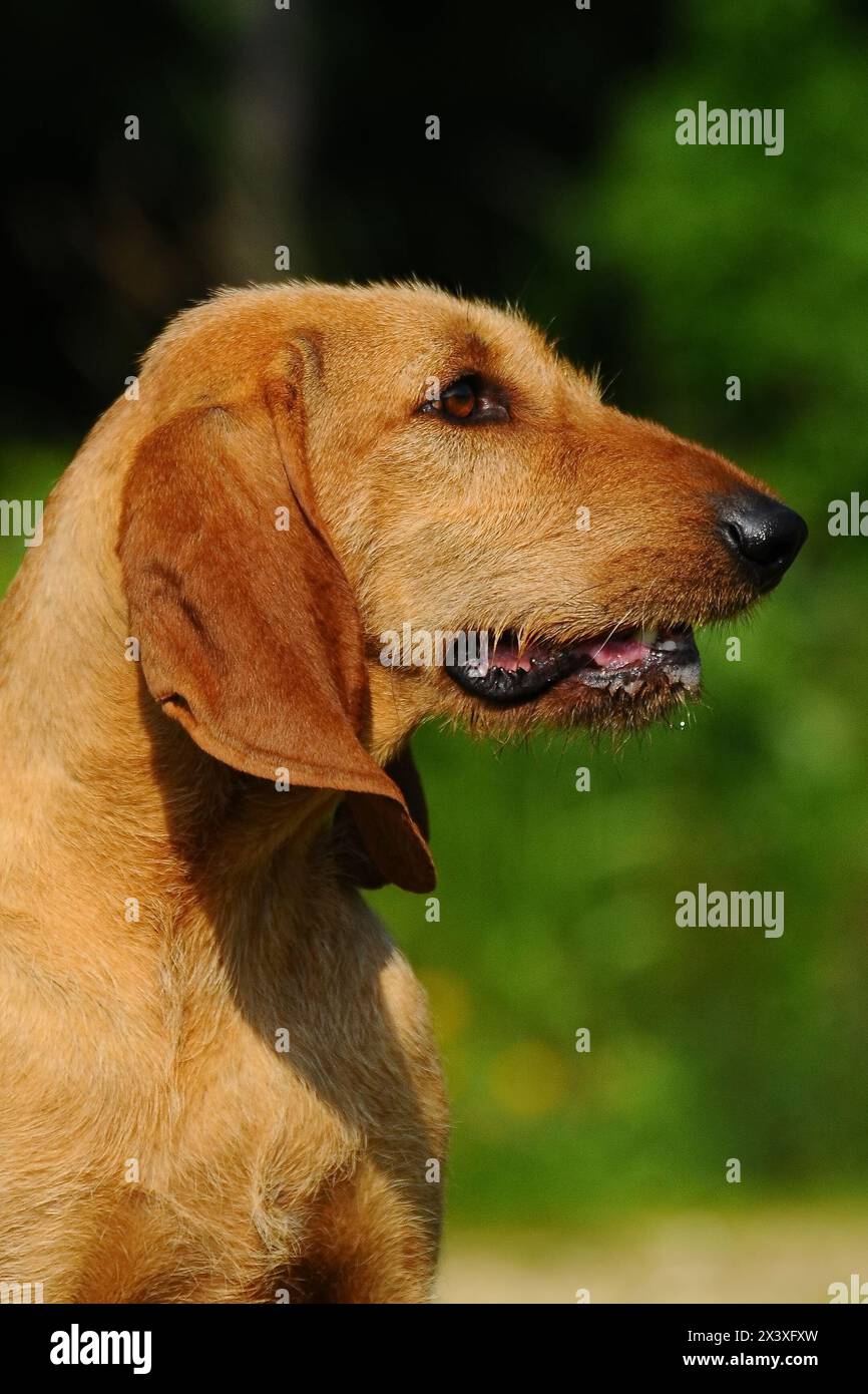 Portrat of Segugio Italiano dog. The Italian Hound dog has a long head ...