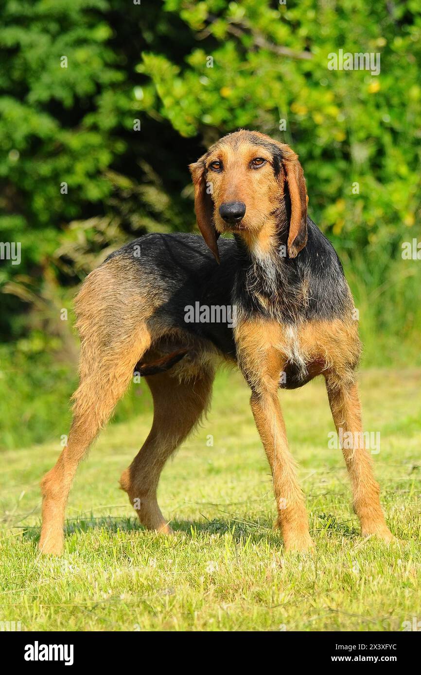 Portrat of Segugio Italiano dog. The Italian Hound dog has a long head ...