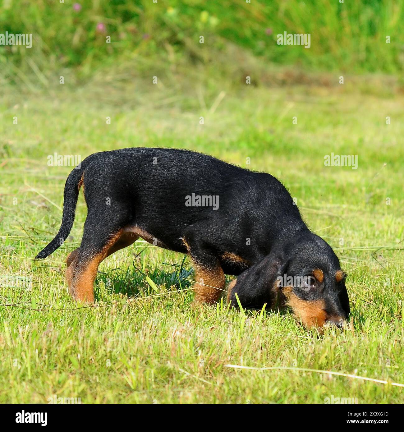 Portrat of puppies of Segugio Italiano dog. The Italian Hound dog has a ...