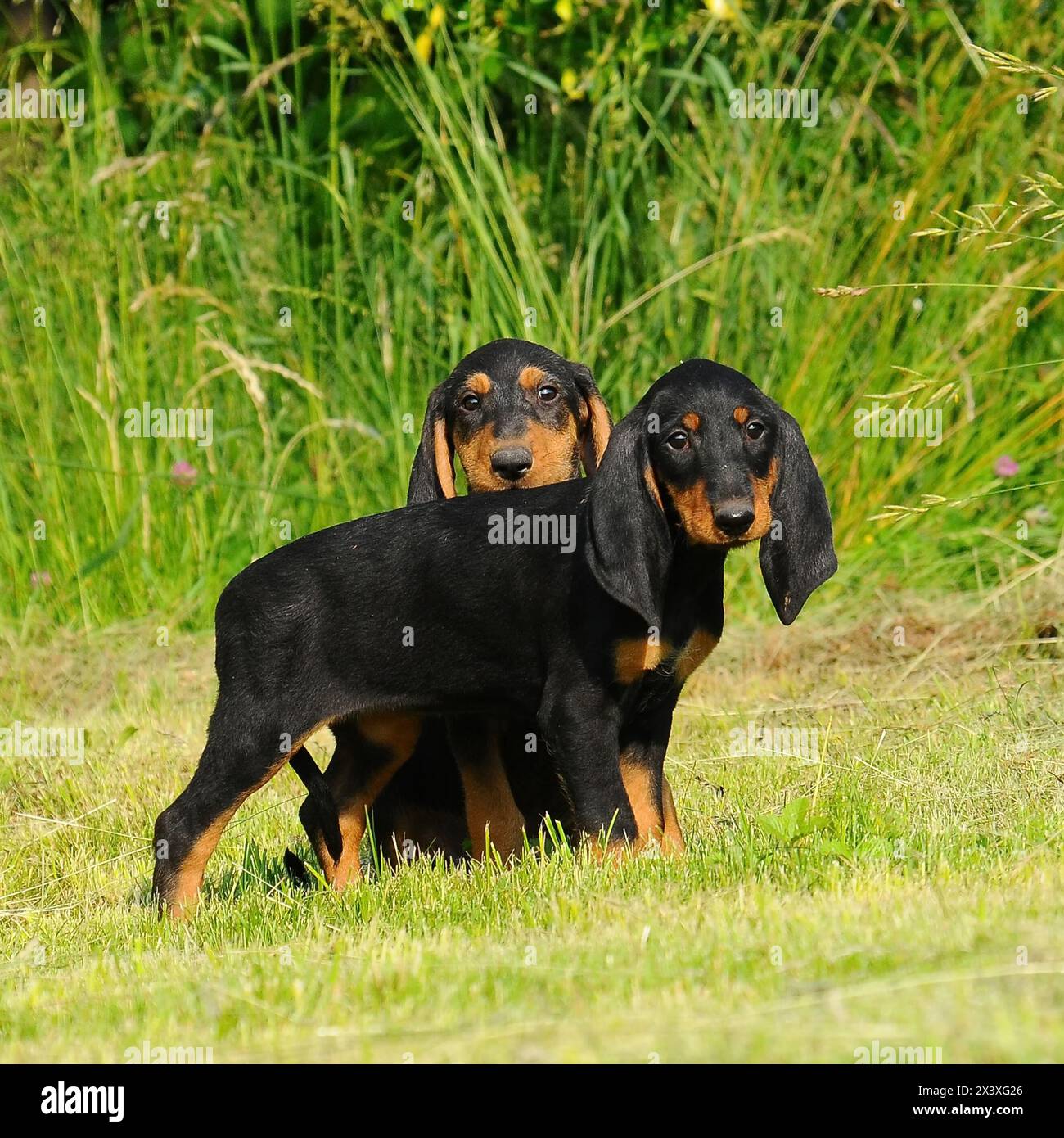 Portrat of puppies of Segugio Italiano dog. The Italian Hound dog has a ...