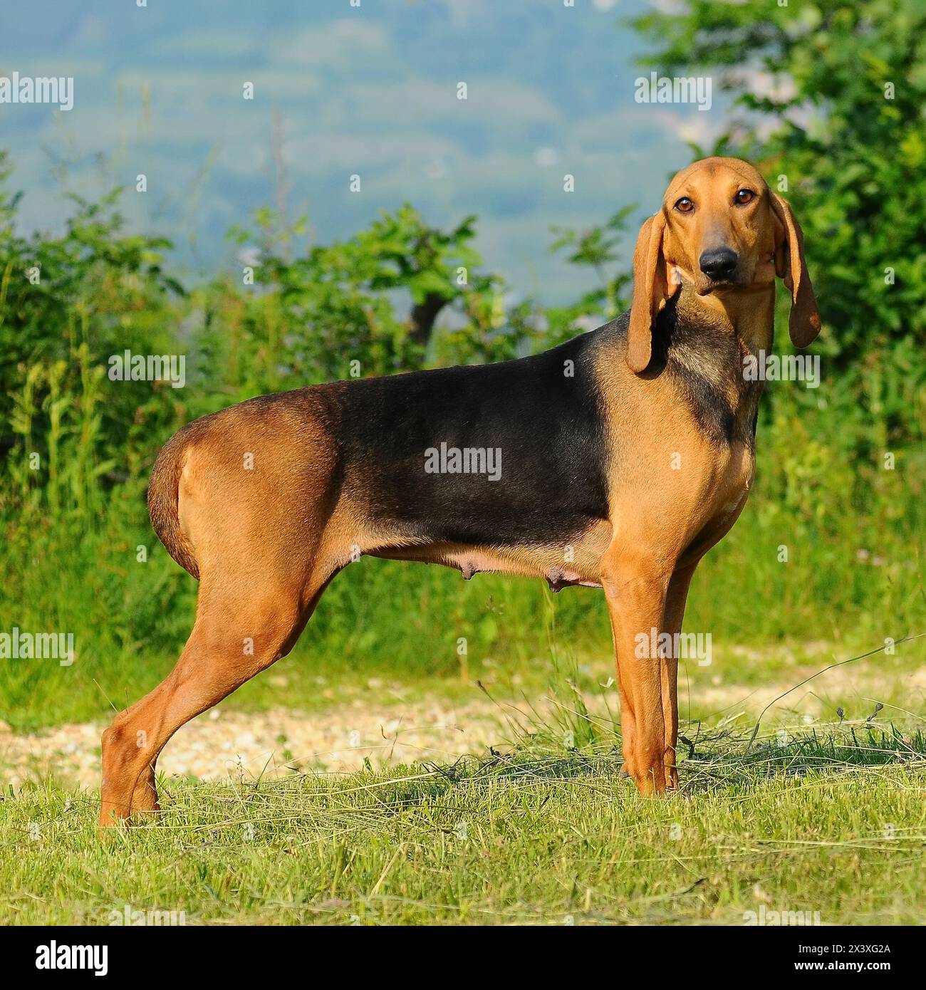 Portrat of Segugio Italiano dog. The Italian Hound dog has a long head ...