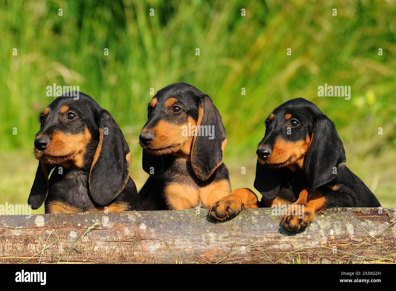 Portrat of puppies of Segugio Italiano dog. The Italian Hound dog has a ...