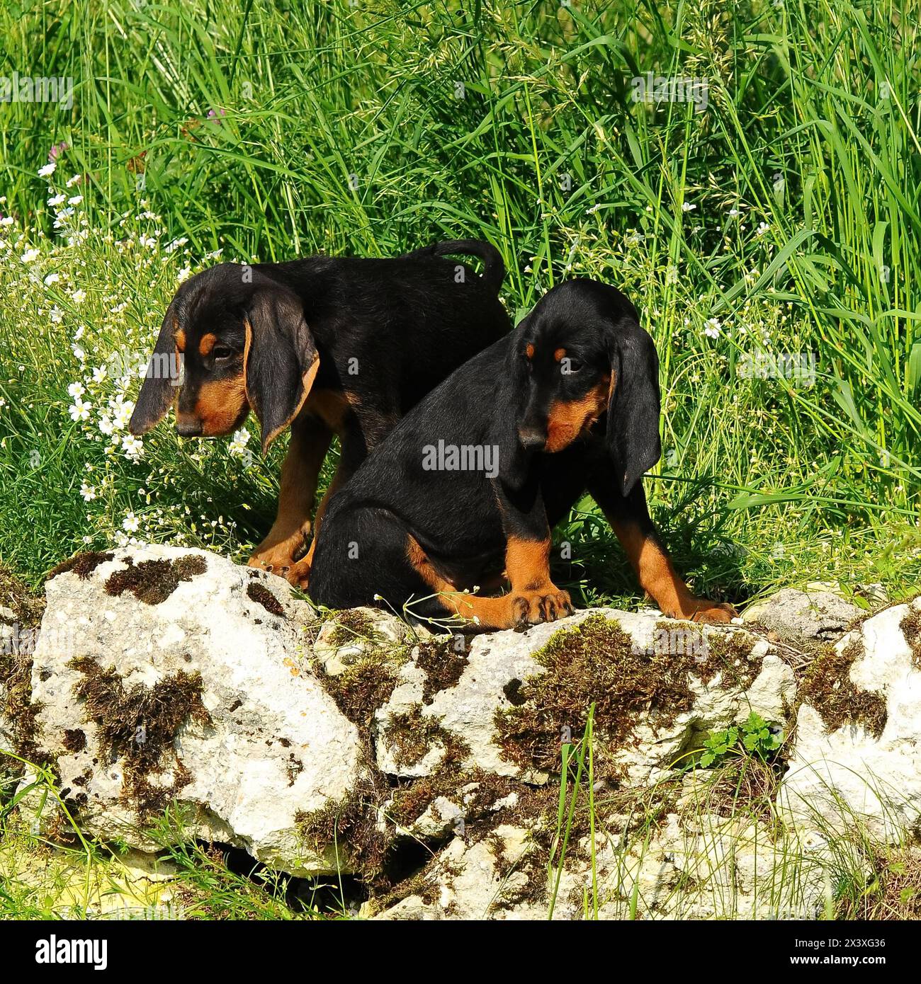 Portrat of puppies of Segugio Italiano dog. The Italian Hound dog has a ...