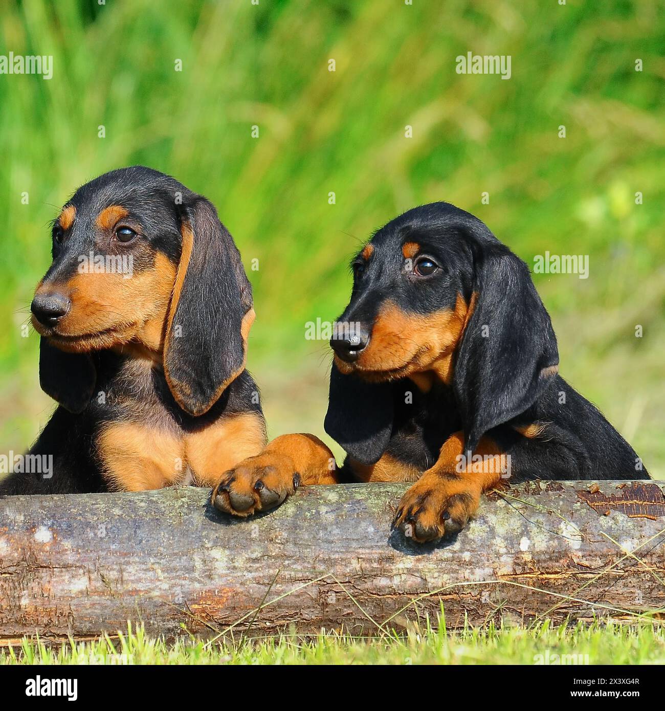 Portrat of puppies of Segugio Italiano dog. The Italian Hound dog has a ...