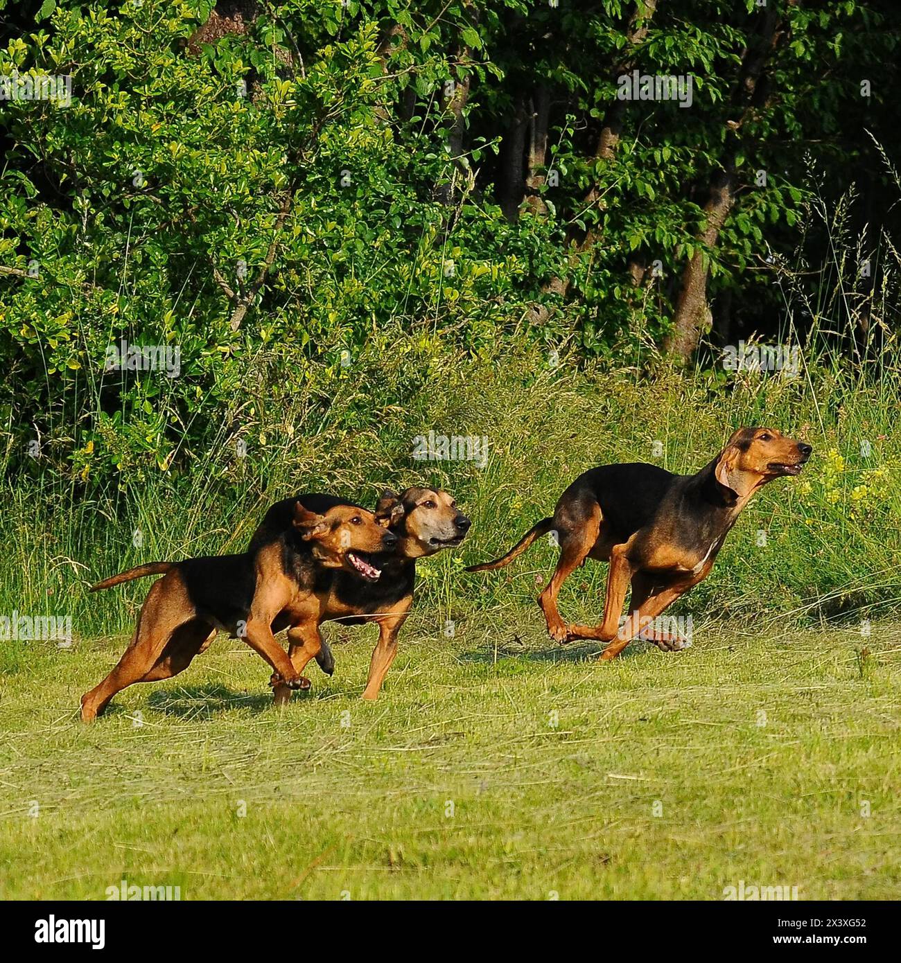 Portrat of puppies of Segugio Italiano dog. The Italian Hound dog has a ...