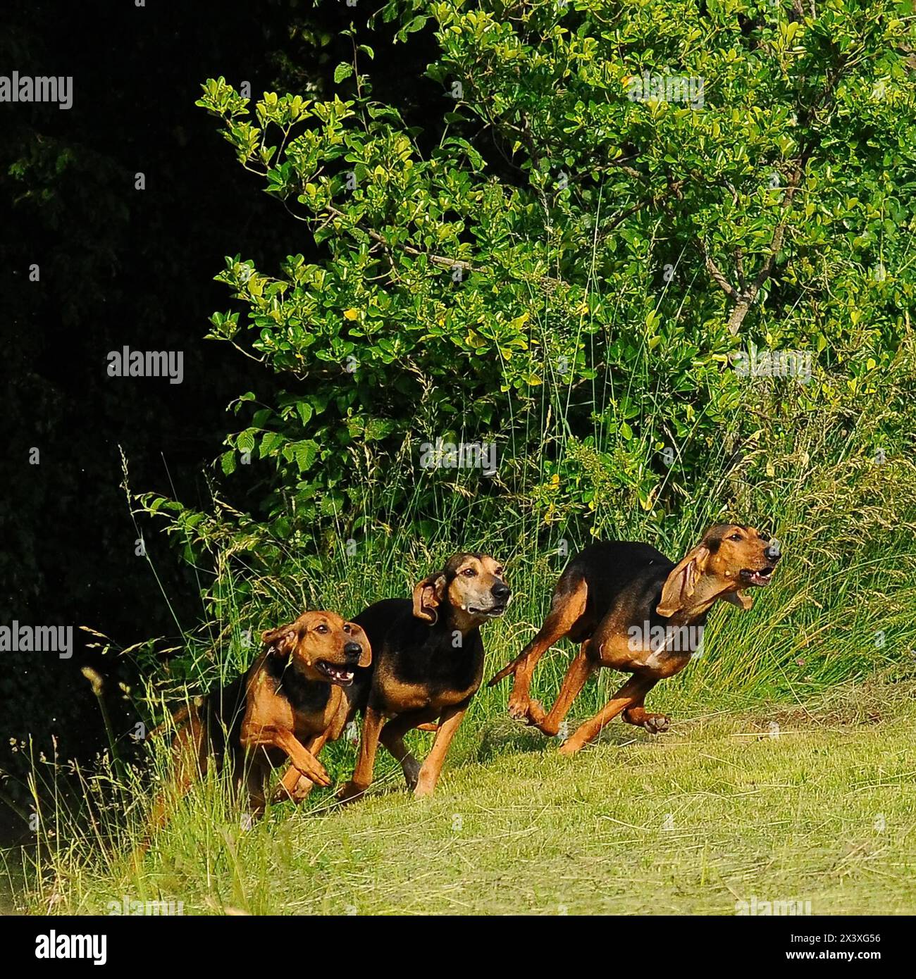 Portrat of puppies of Segugio Italiano dog. The Italian Hound dog has a ...