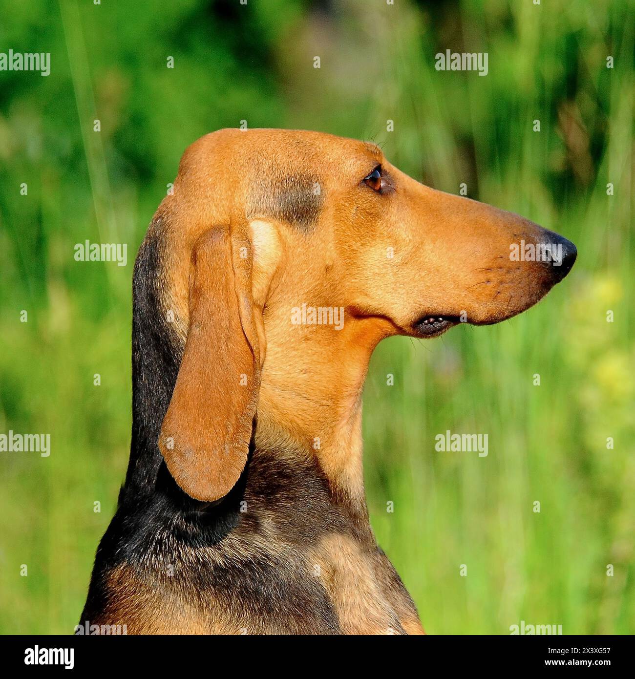 Portrat of Segugio Italiano dog. The Italian Hound dog has a long head ...
