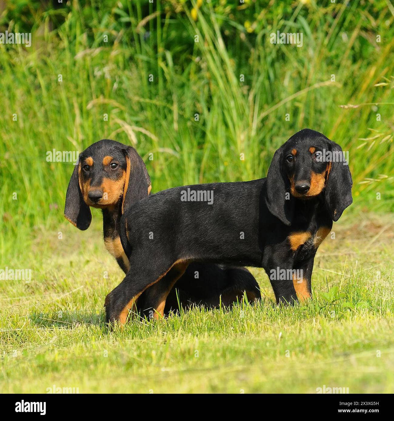 Portrat of puppies of Segugio Italiano dog. The Italian Hound dog has a ...