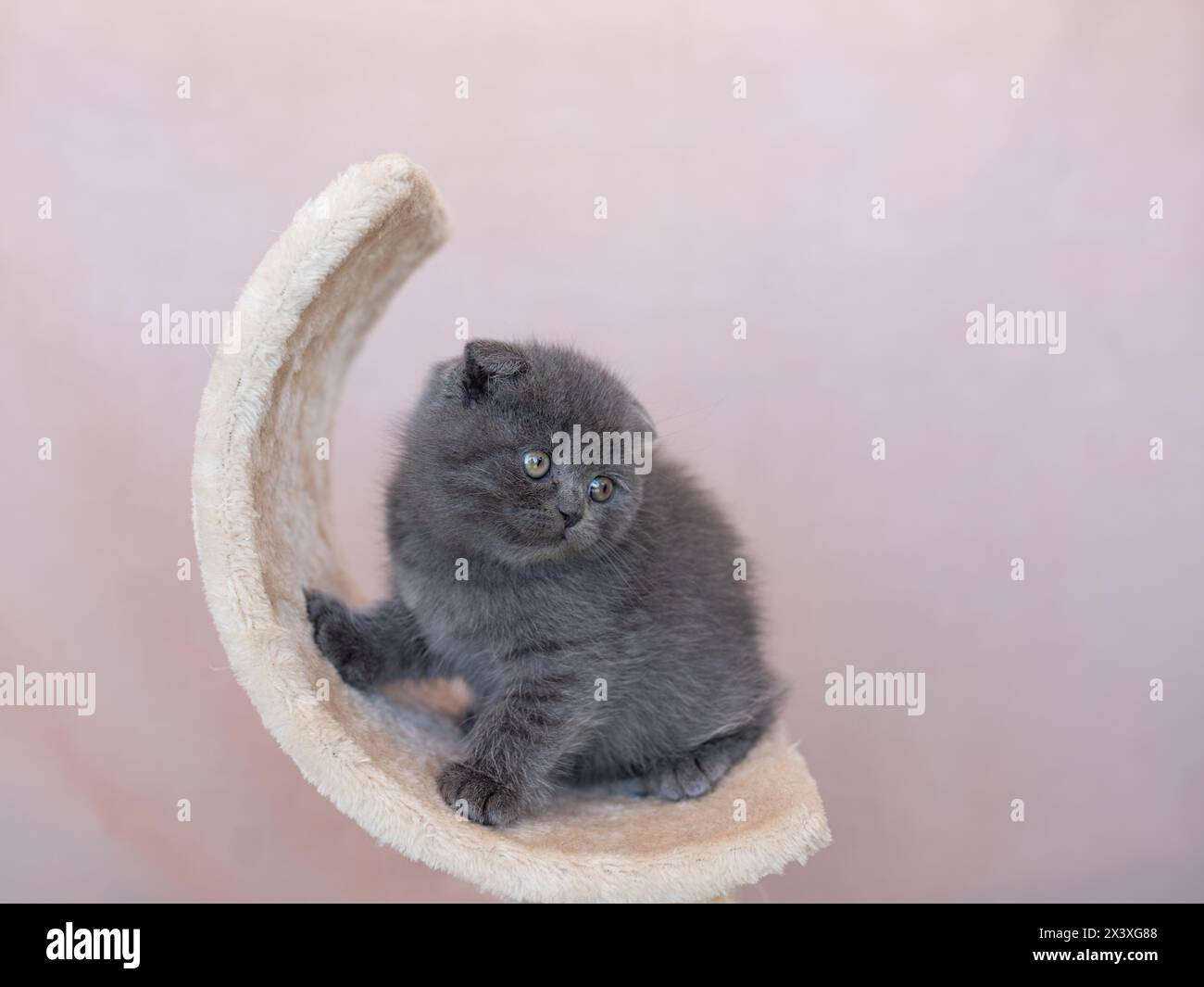 British blue kitten is very beautiful. The British kitten looks ...