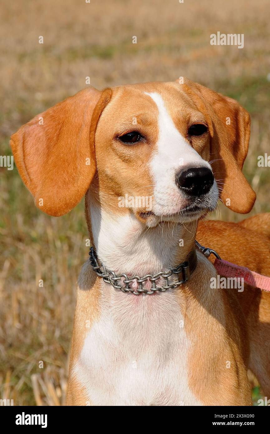 Segugio Maremmano, Italian hunting dog. Outdoors portrait Stock Photo ...