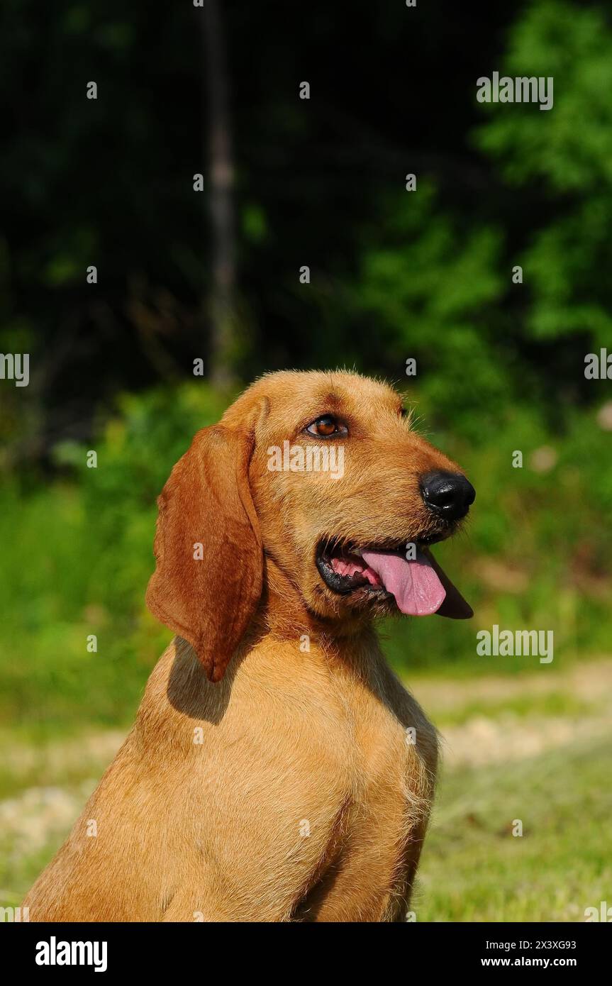 Portrat of Segugio Italiano dog. The Italian Hound dog has a long head ...