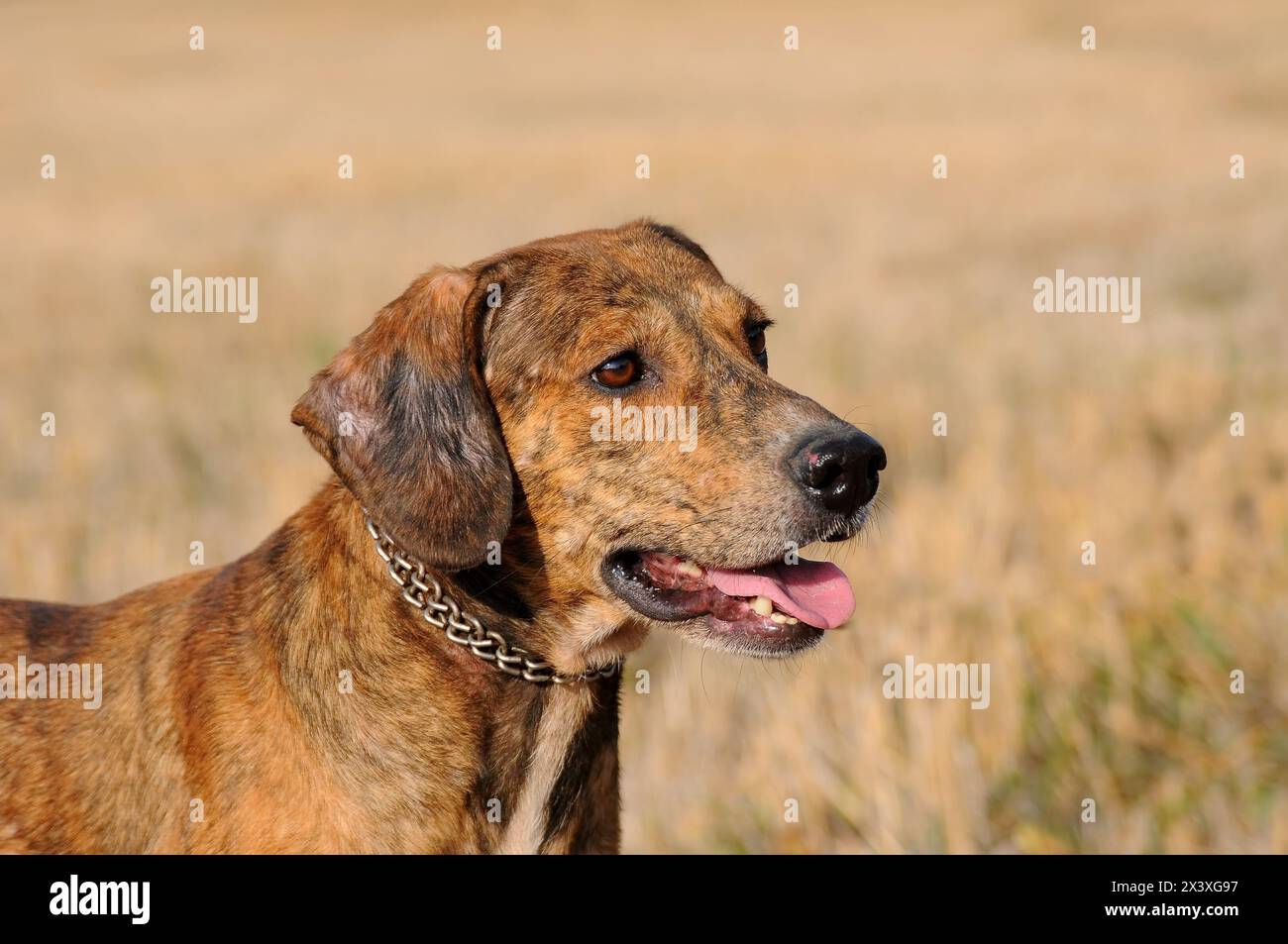 Segugio Maremmano, Italian hunting dog. Outdoors portrait Stock Photo ...