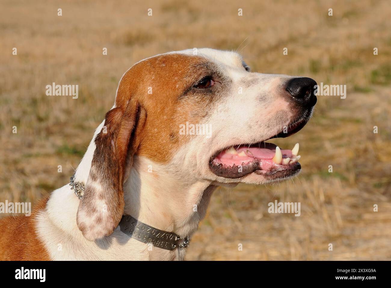 Italian segugio hi-res stock photography and images - Alamy