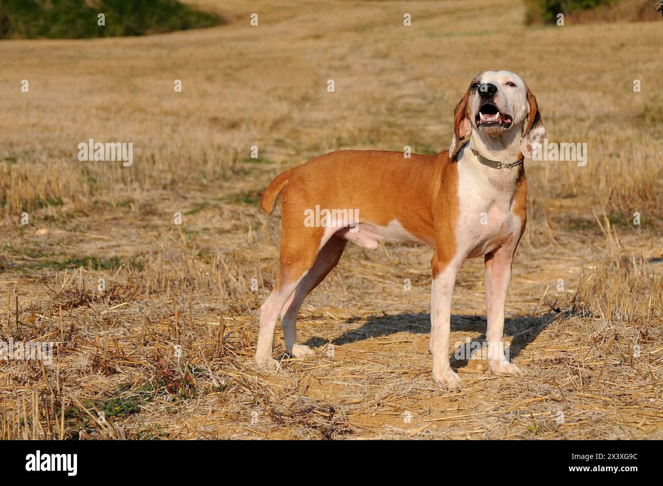 Italian segugio hi-res stock photography and images - Alamy