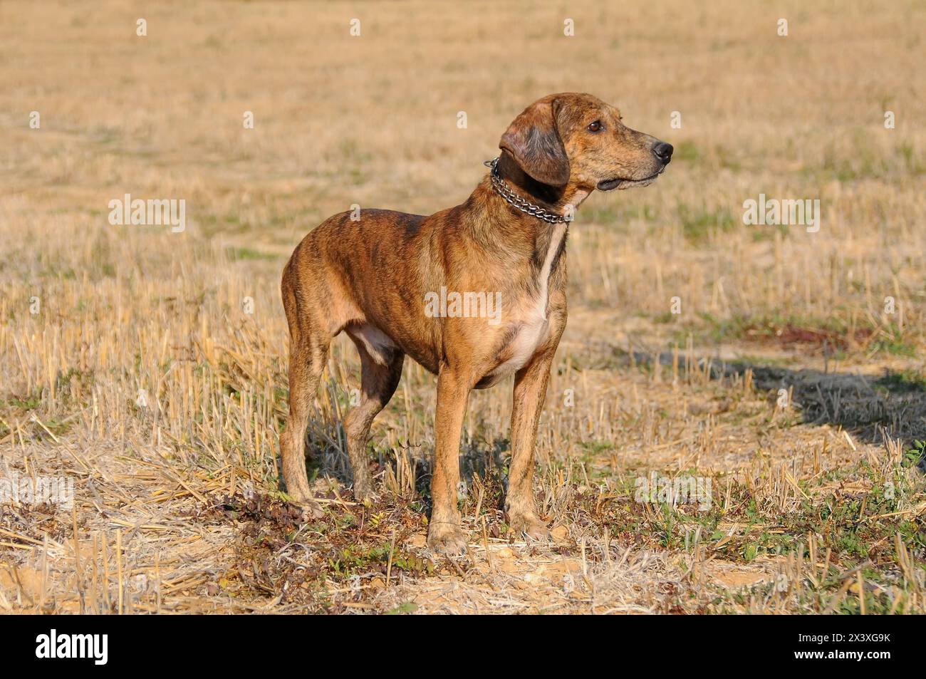 Segugio Maremmano, Italian hunting dog. Outdoors portrait Stock Photo ...