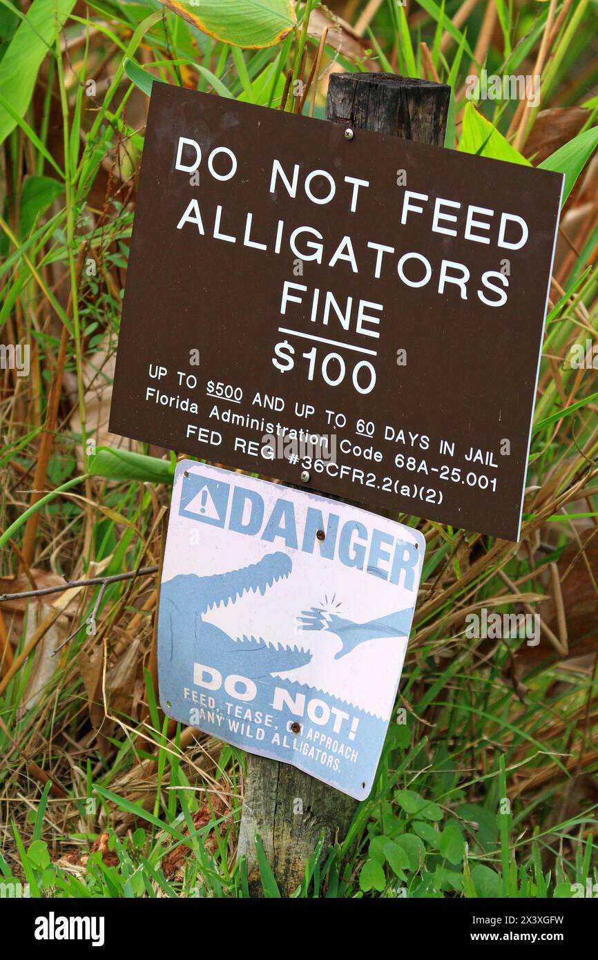 Everglades alligator road hi-res stock photography and images - Alamy