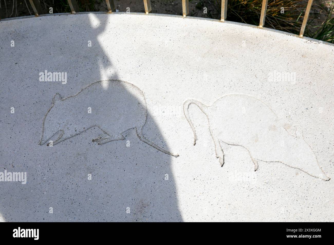 Bandicoots artwork drawn in the floor of Burragula lookout on the ...