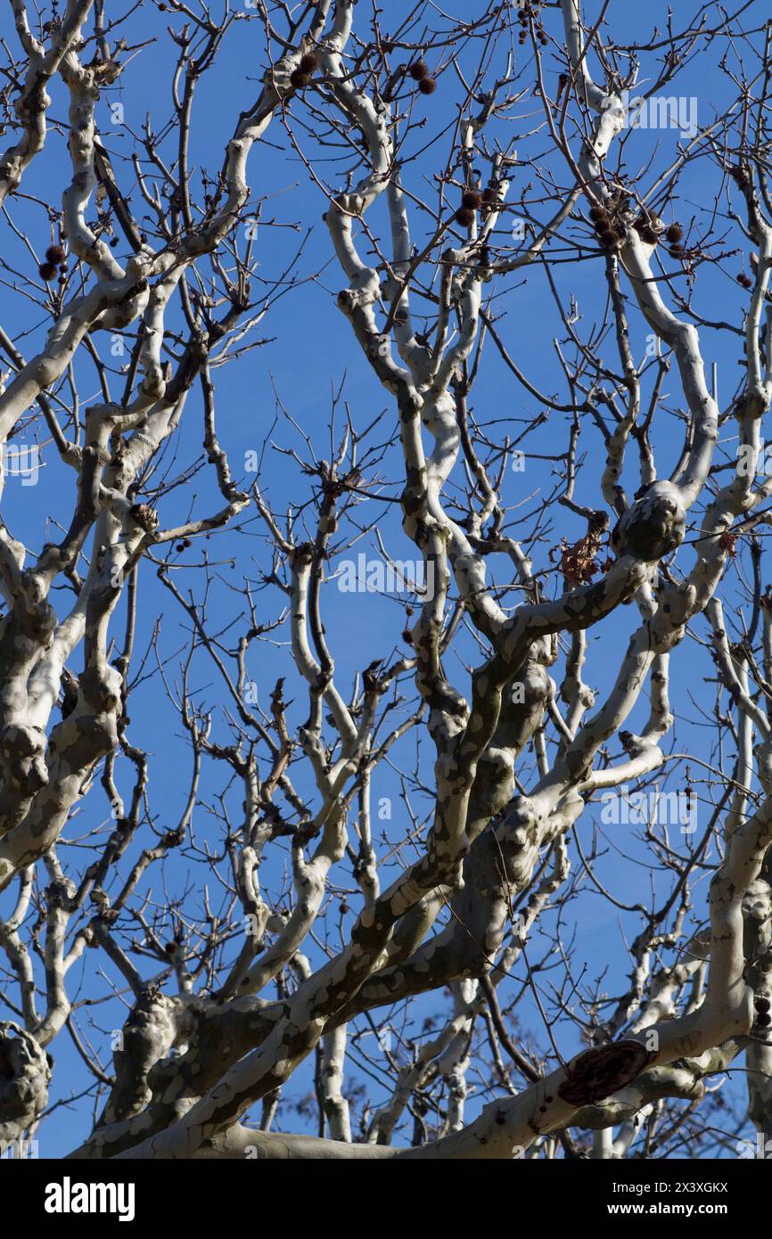 French plane tree in garden hi-res stock photography and images - Alamy