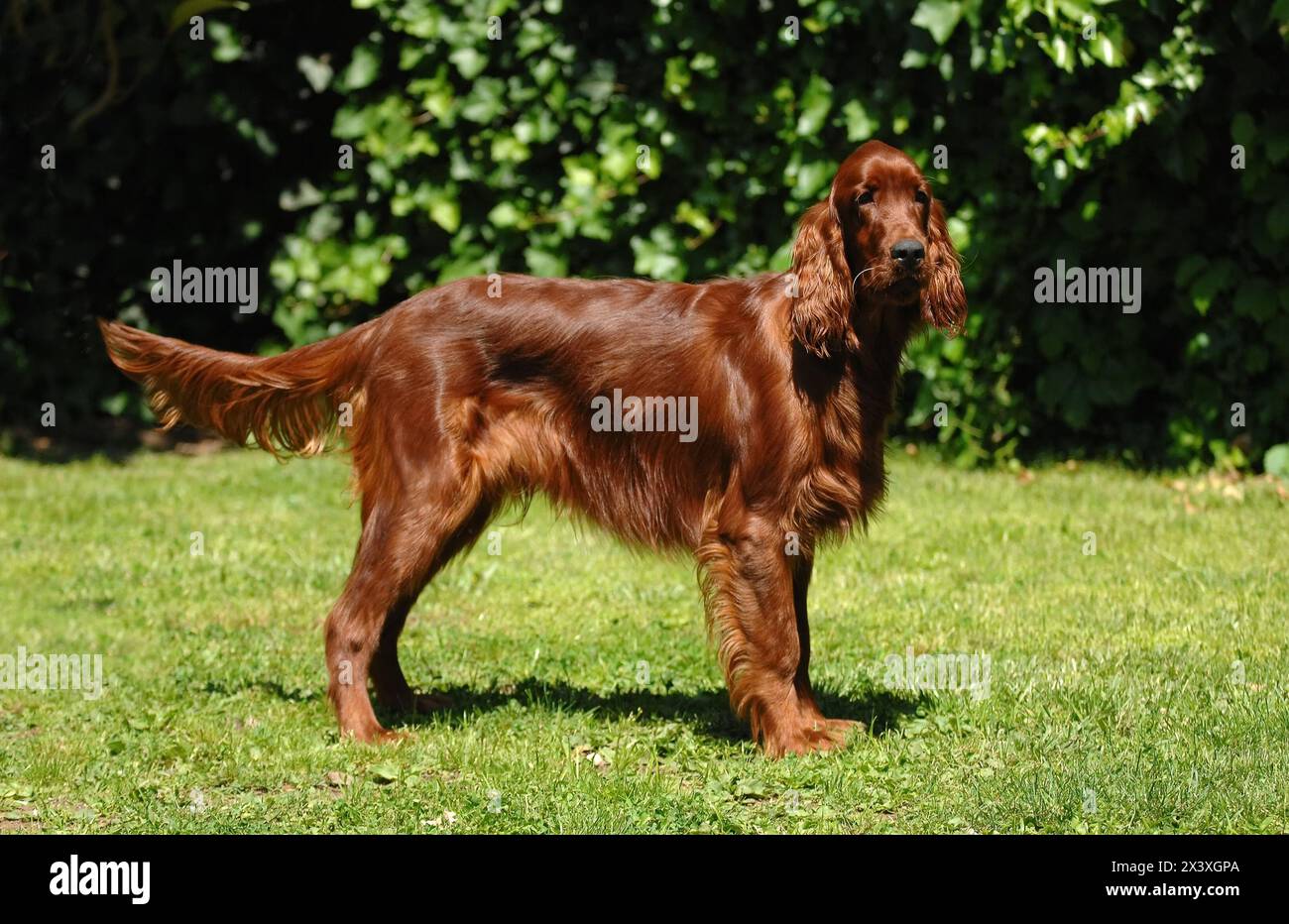 Portrait of Irish Setter or Red Setter Stock Photo - Alamy