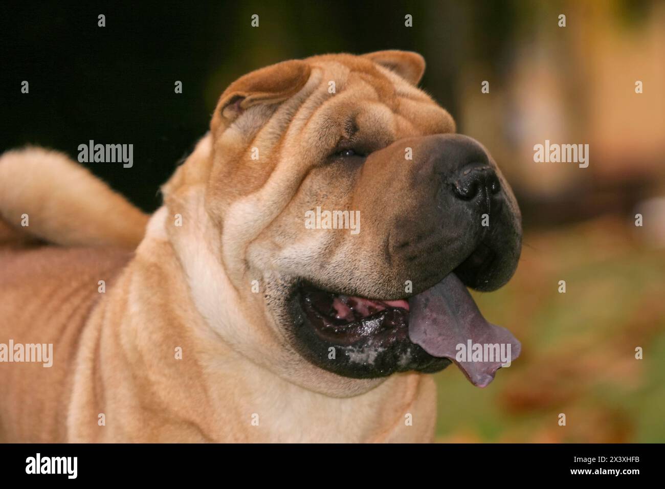 Cute shar pei dog hi-res stock photography and images - Alamy