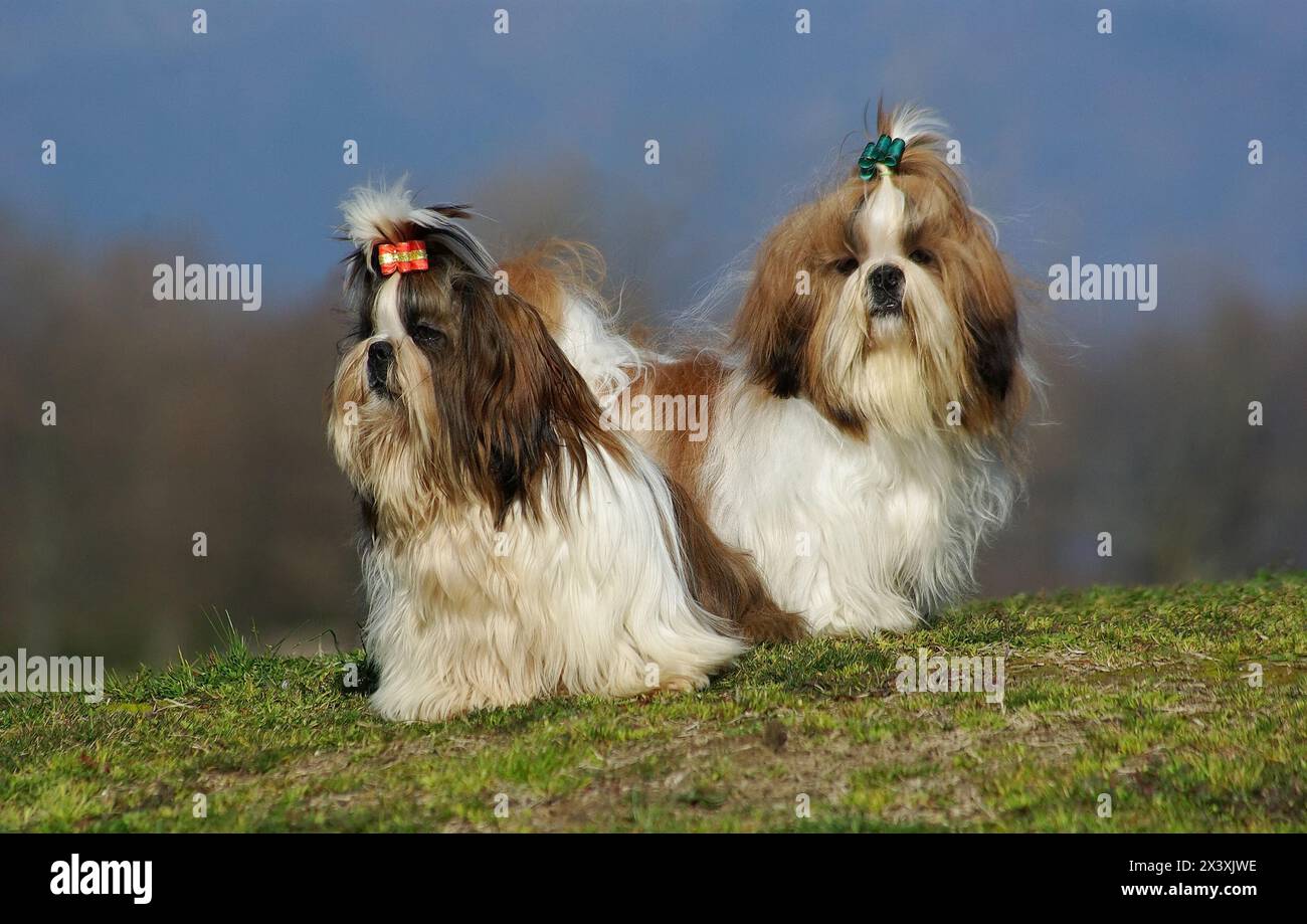 Portrait Of Two Funny Shih Tzu Dogs in outdoors Stock Photo - Alamy