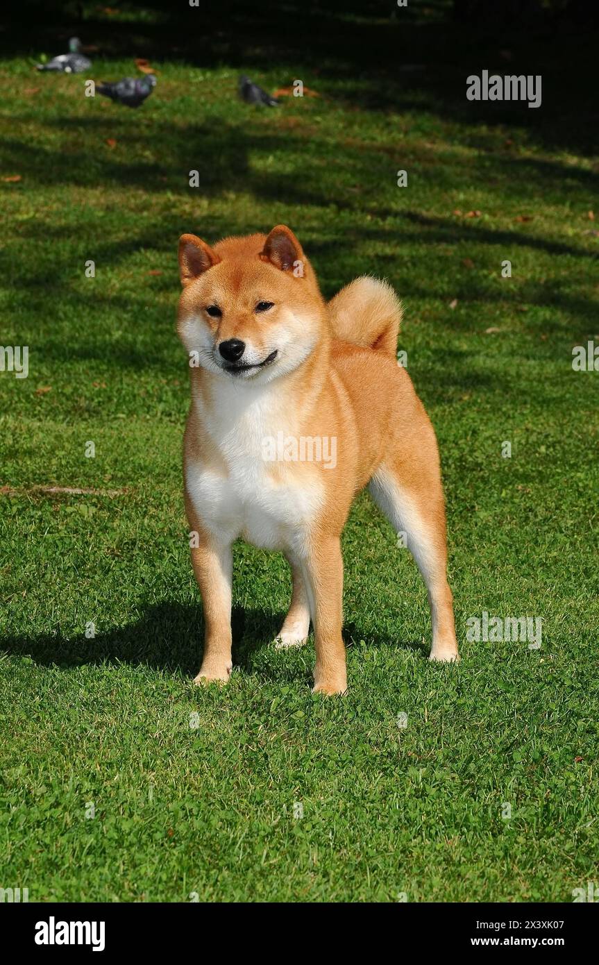 Red female shiba inu hi-res stock photography and images - Alamy