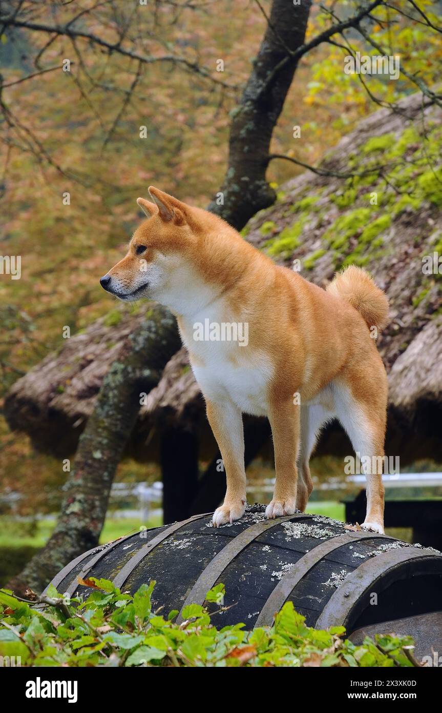 Red female shiba inu hi-res stock photography and images - Alamy