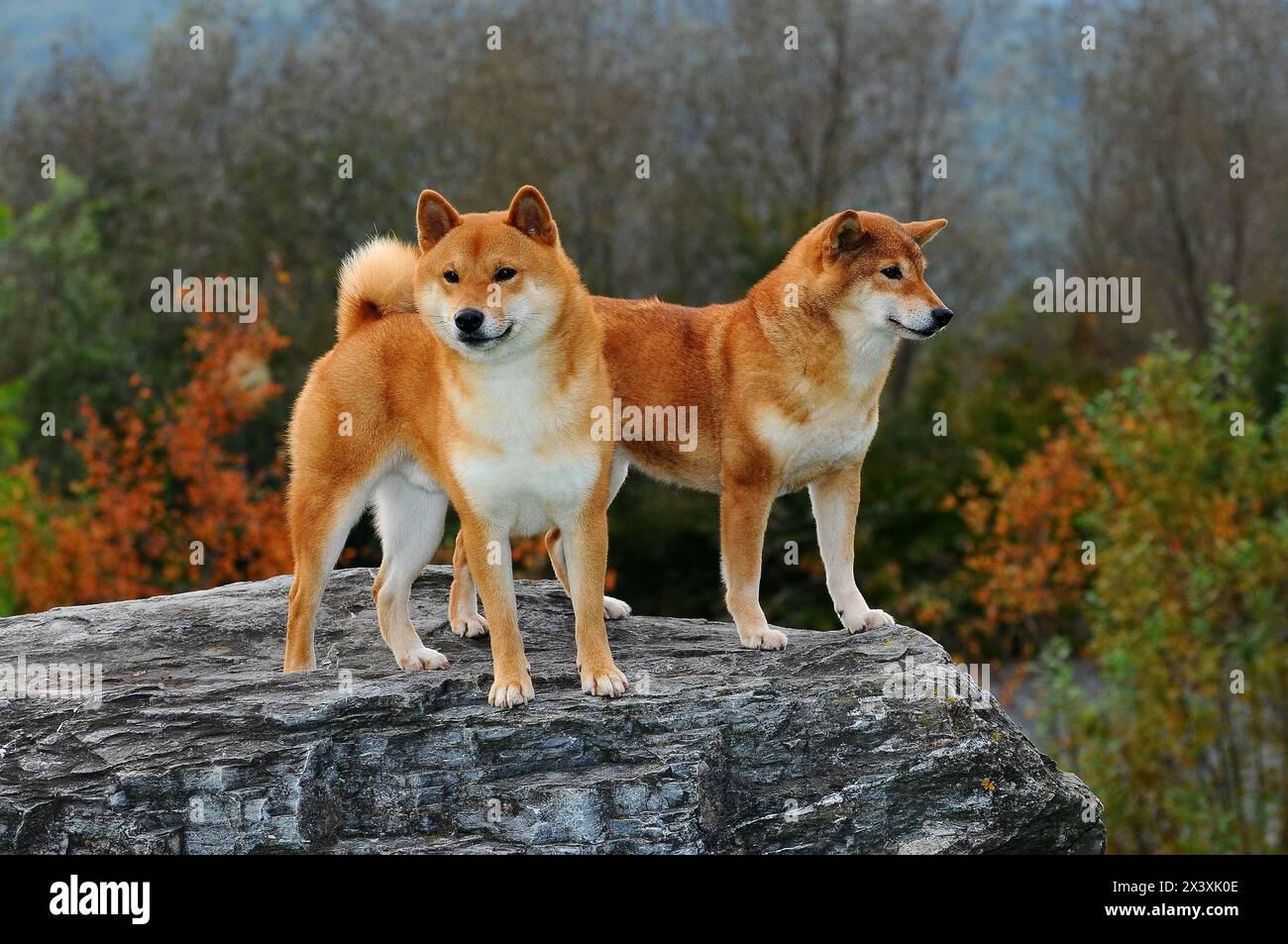 Akita inu japanese akita dogs hi-res stock photography and images - Alamy