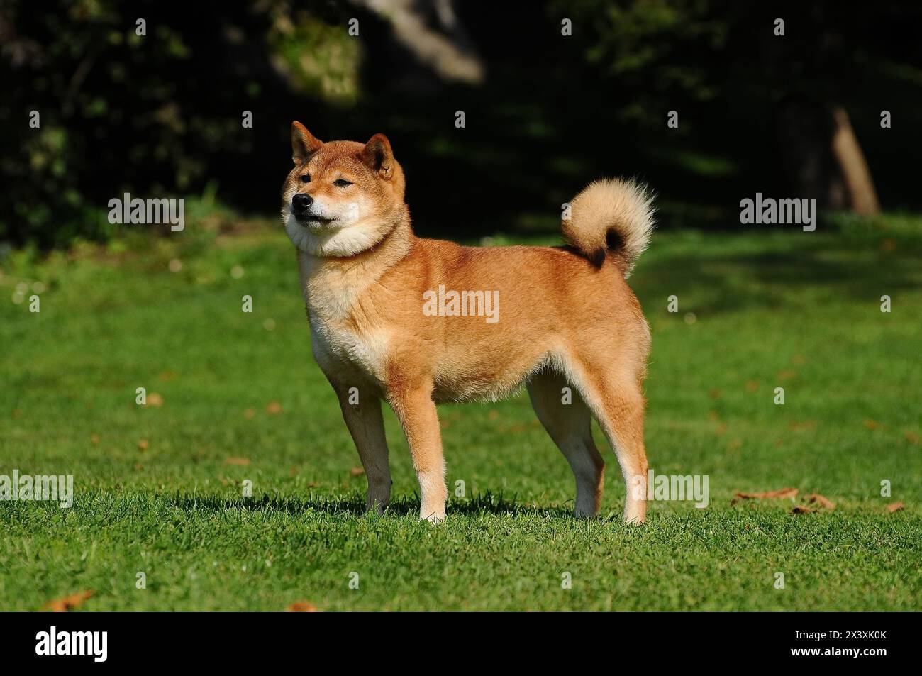 Dog breed red Shiba. He is a dog breed of Japanese origin Stock Photo ...