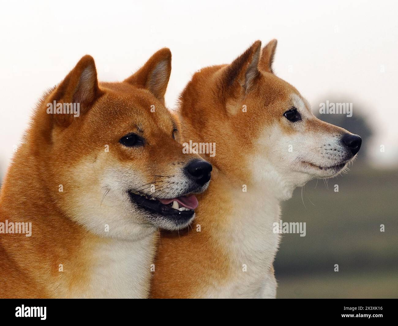 Two Dogs breed red Shiba. He is a dog breed of Japanese origin Stock ...