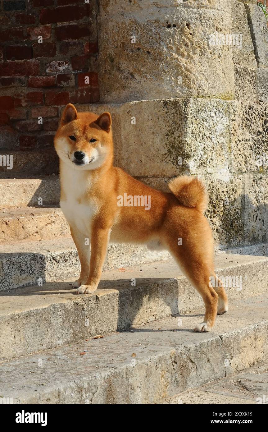 Red female shiba inu hi-res stock photography and images - Alamy