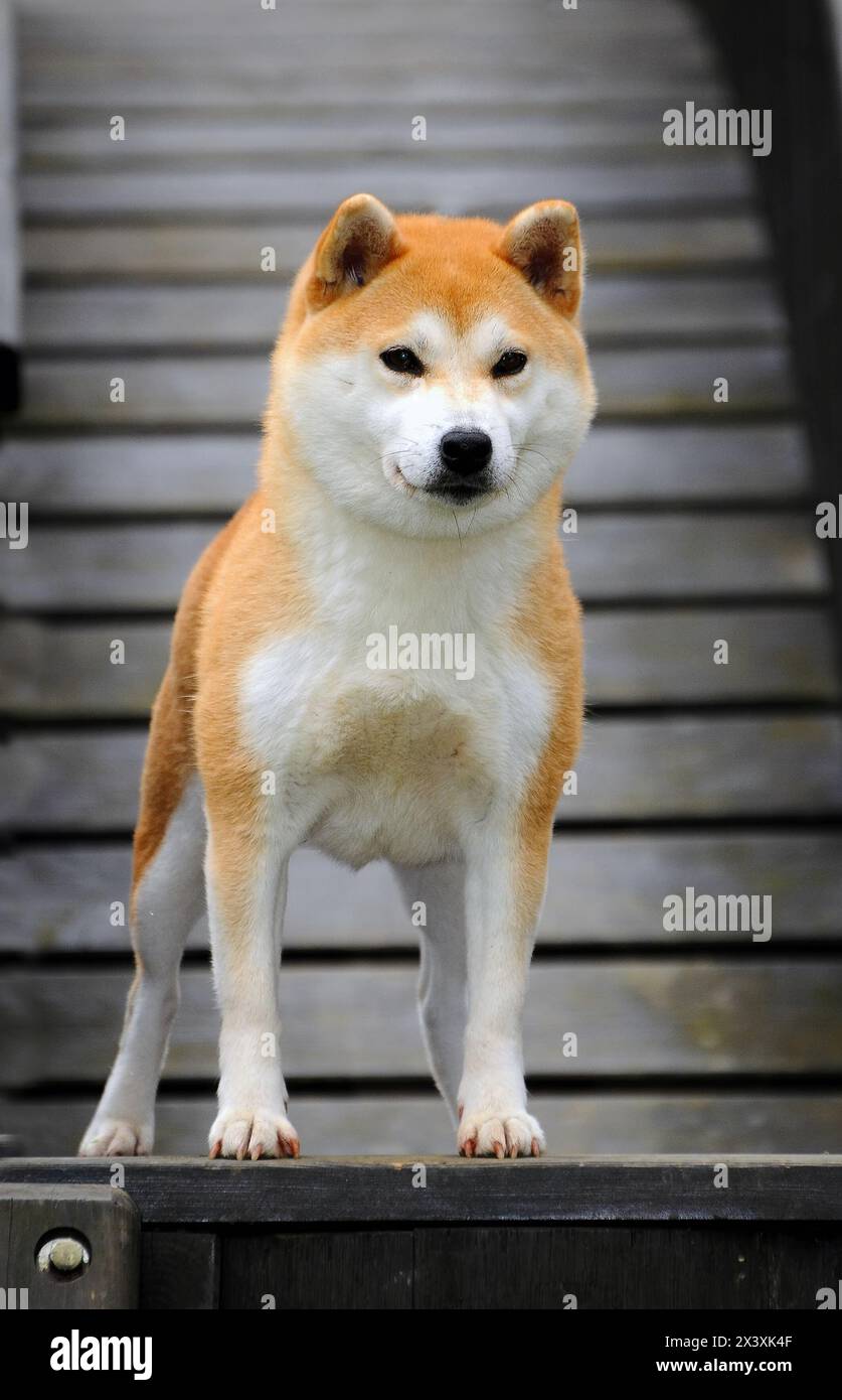Red female shiba inu hi-res stock photography and images - Alamy