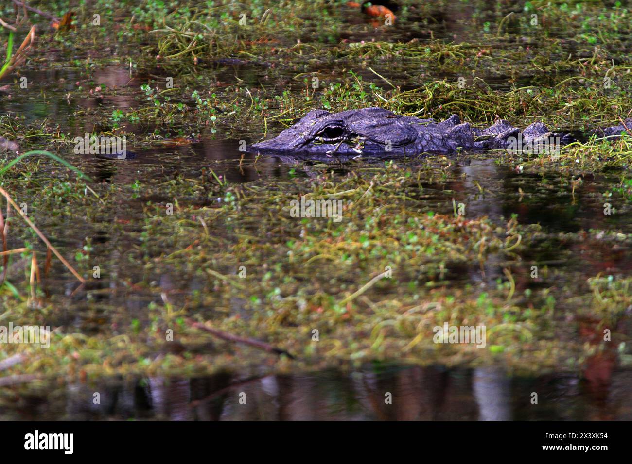 Alligator anatomy hi-res stock photography and images - Alamy