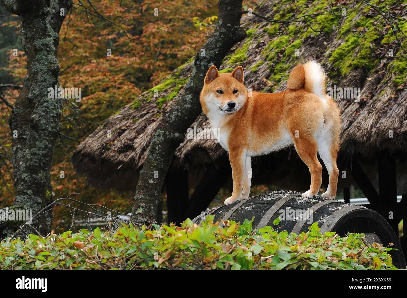 Dog breed red Shiba. He is a dog breed of Japanese origin Stock Photo ...