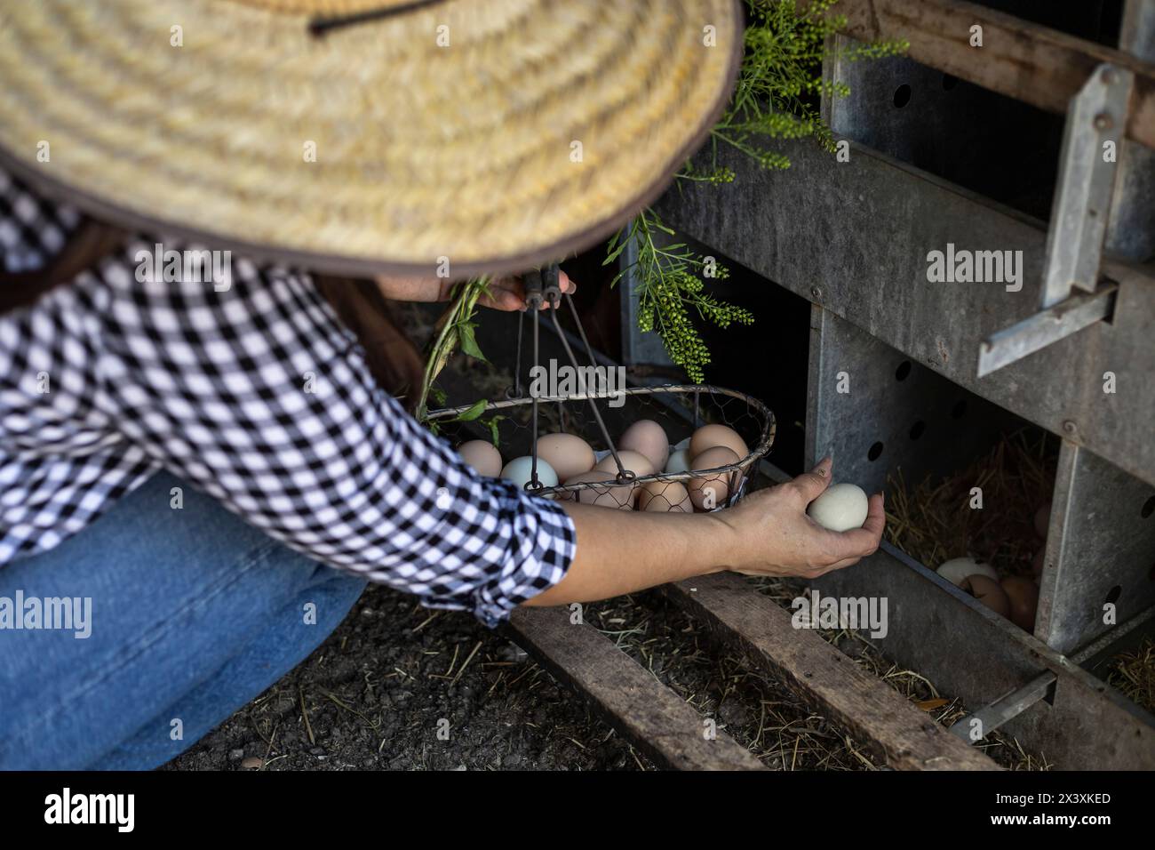 Woman holding rooster hi-res stock photography and images - Alamy