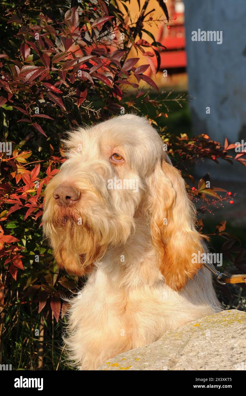 Portrait of typical hunting dog, Spinone Italiano dog Stock Photo - Alamy