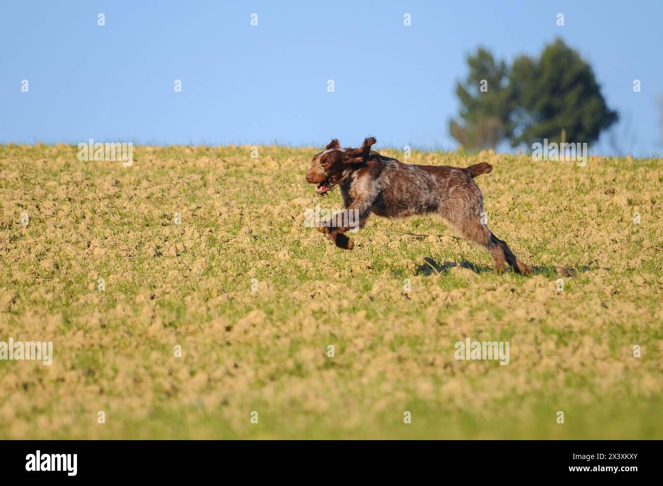 Portrait of typical hunting dog, Spinone Italiano dog Stock Photo - Alamy