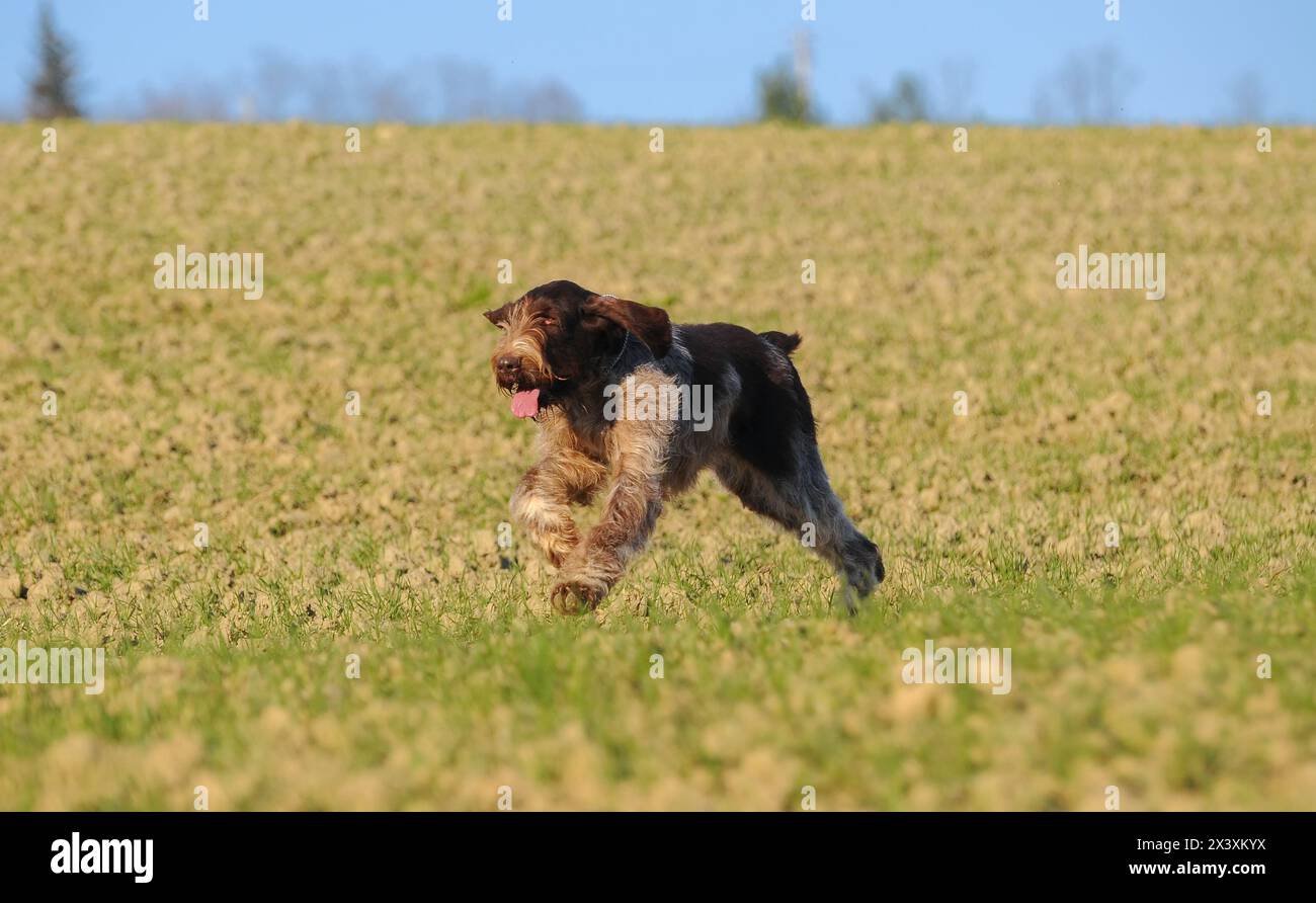 Portrait of typical hunting dog, Spinone Italiano dog Stock Photo - Alamy