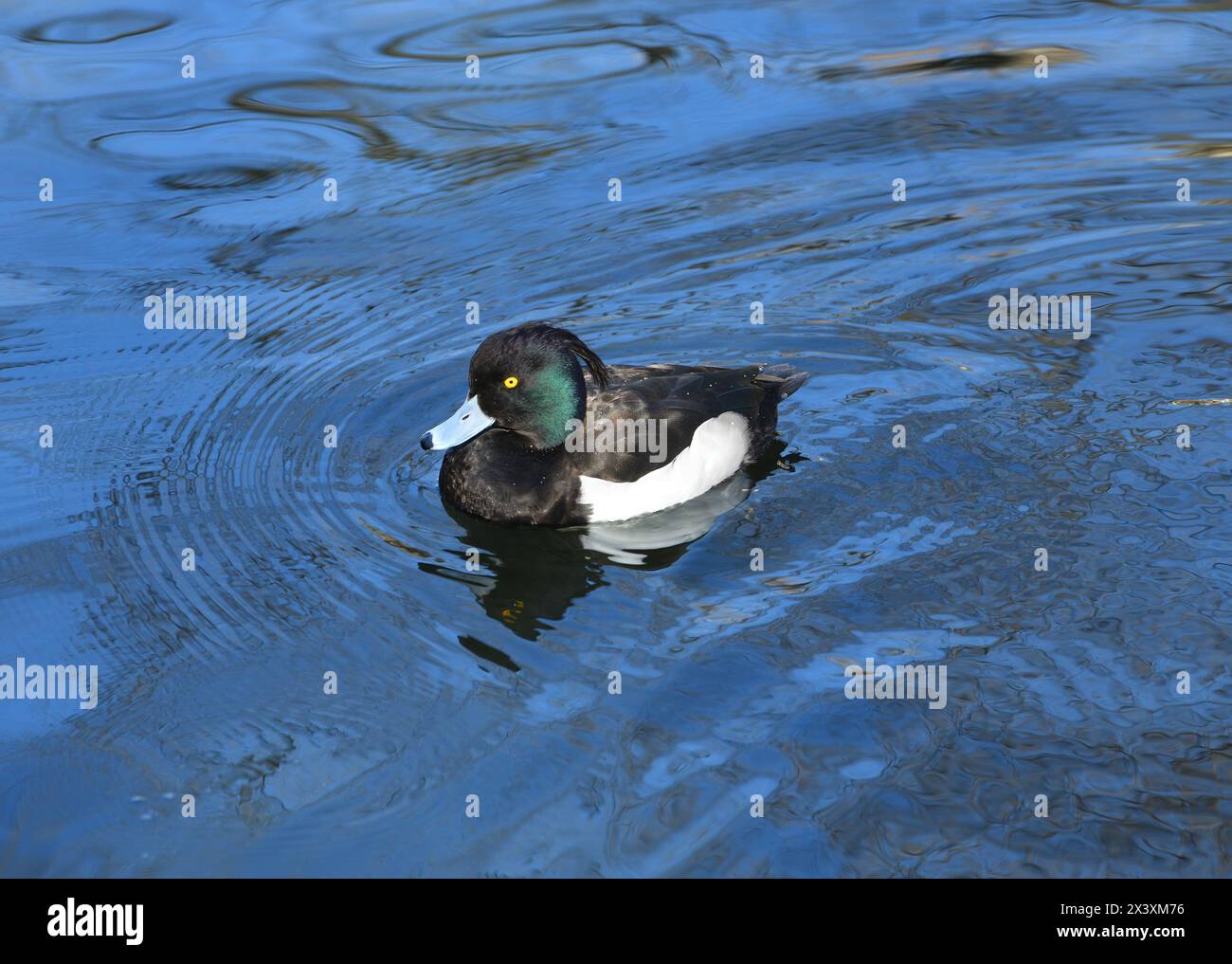 Tufted duck (or tufted pochard) (Aythya fuligula), small diving duck ...