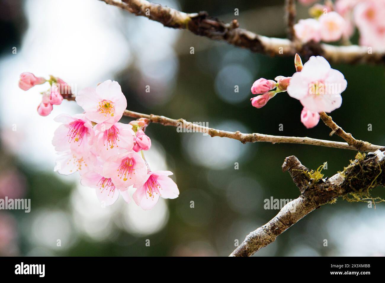 Branch of a tree with pink flowers in bloom against a green background ...