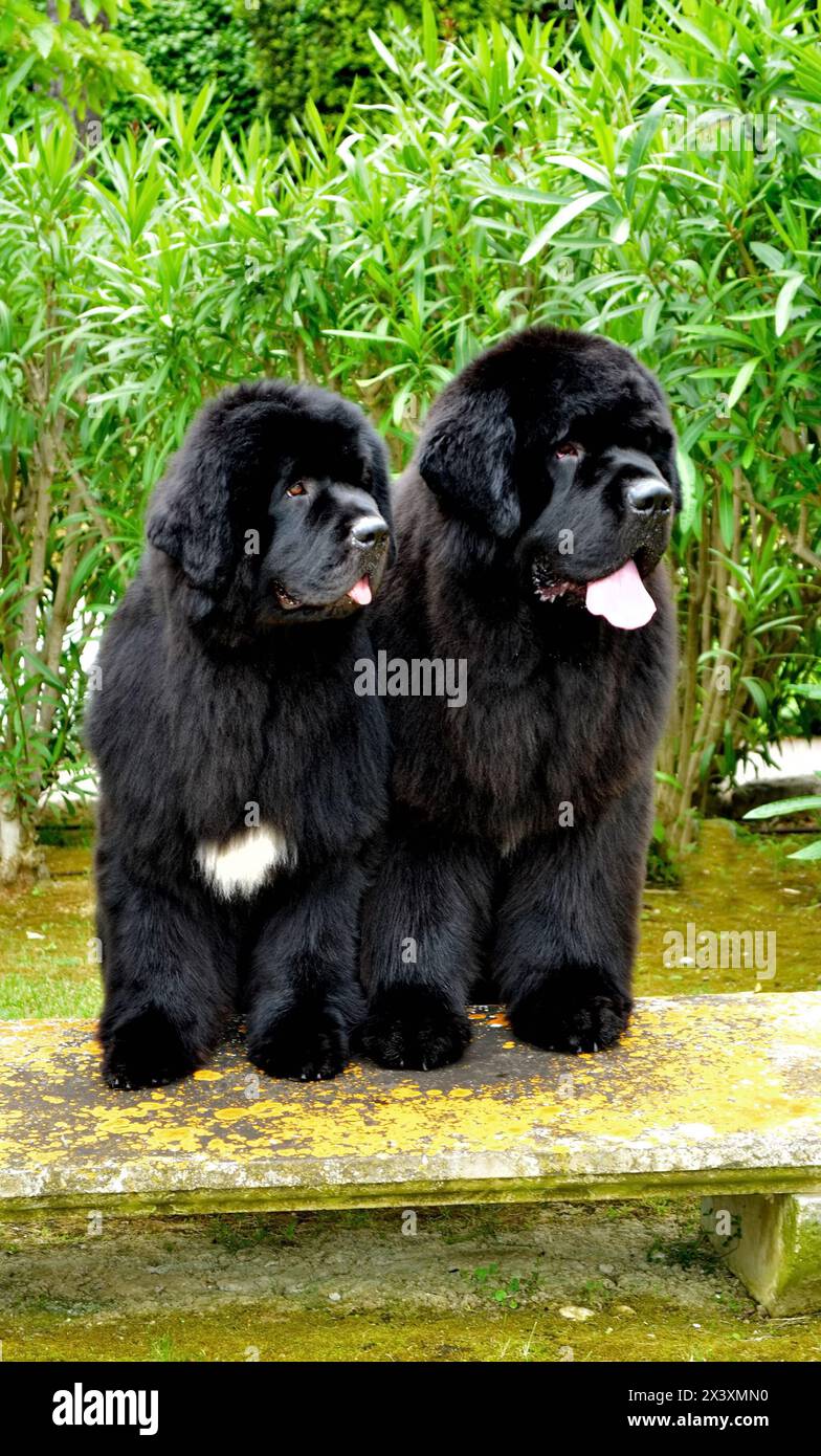 Portrait of two purebred newfoundland dogs in outdoors Stock Photo - Alamy