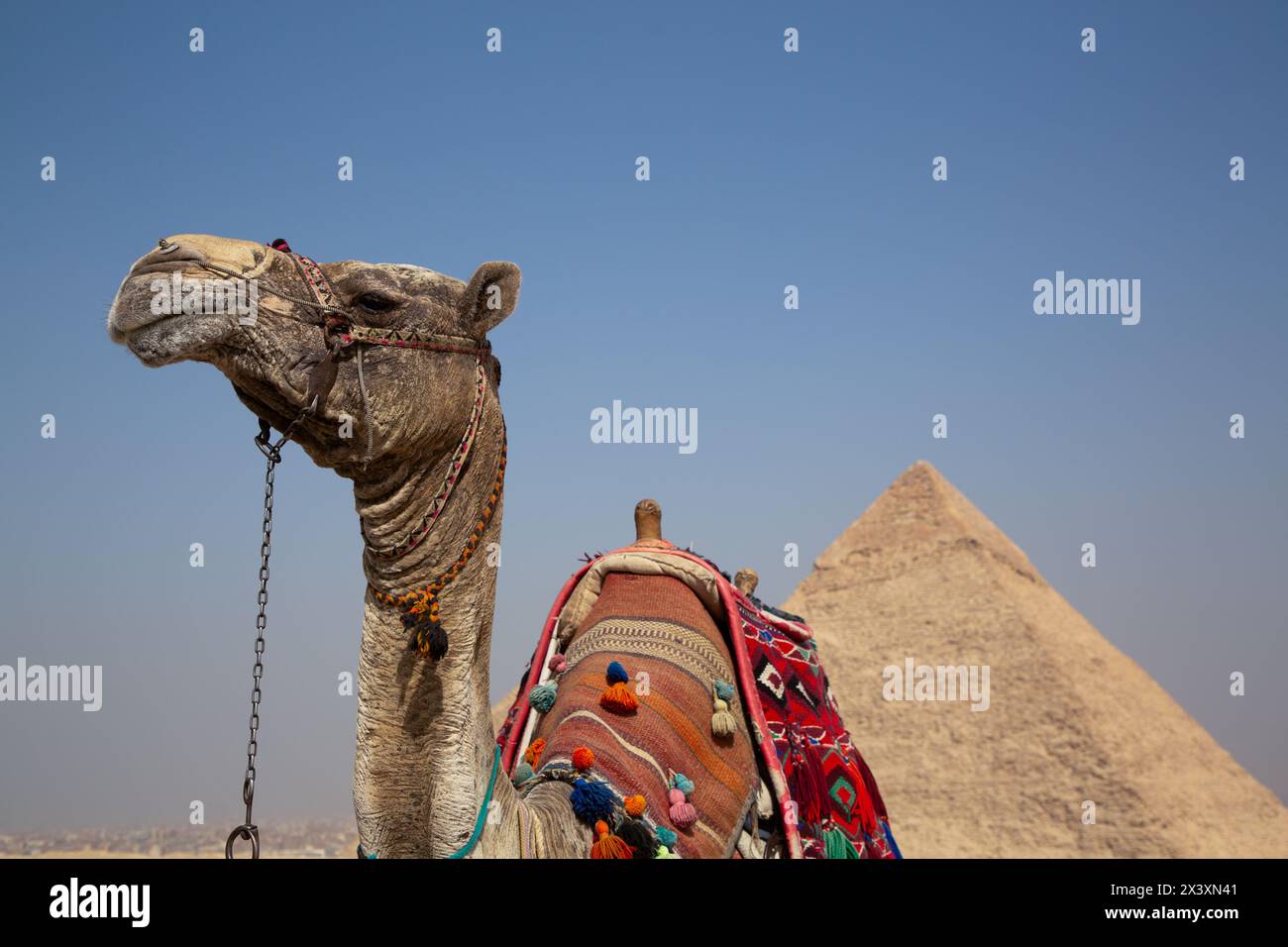Camel, Pyramid of Khafre (also called Chephren) (background), Giza ...